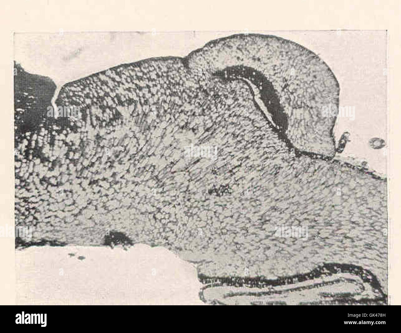 The image shows a radial section of the holdfast of *Renfrewia*, a ...