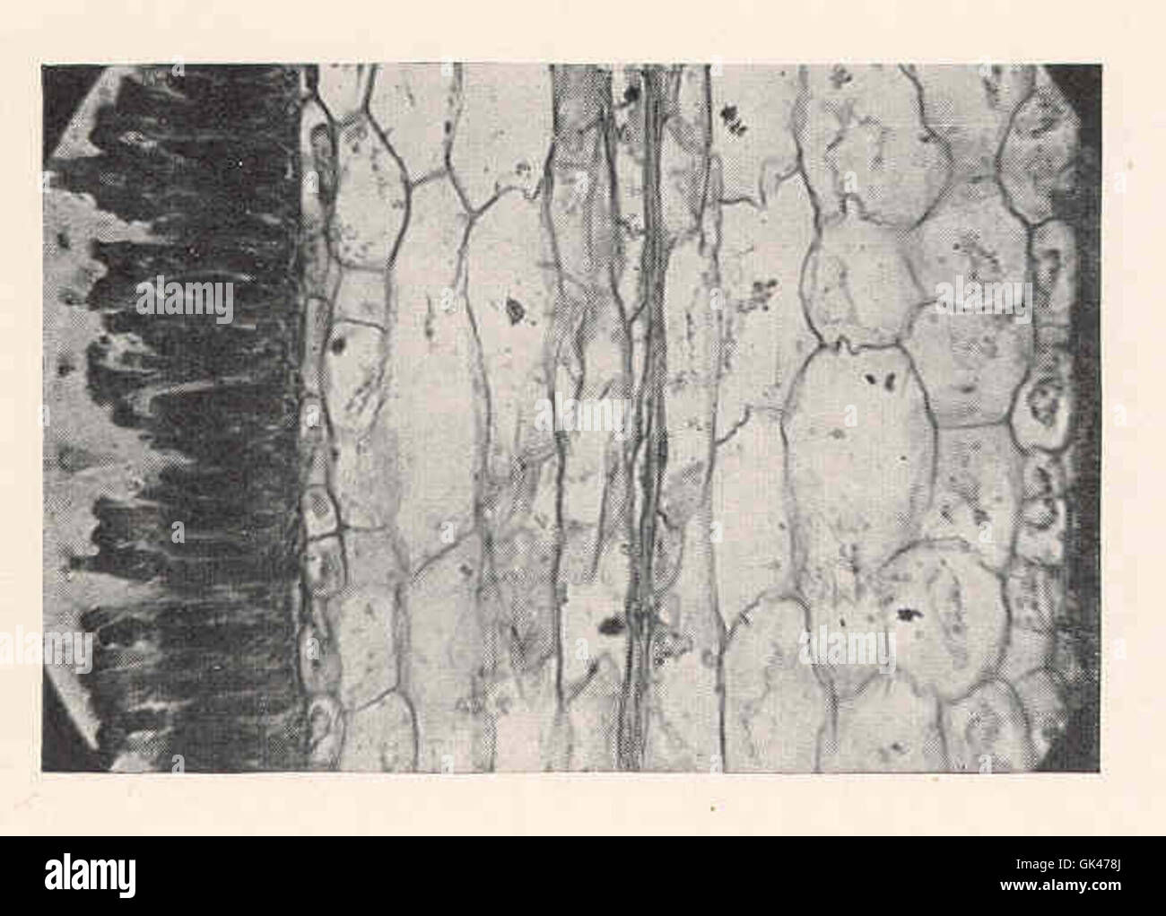 The cross-section of a Renfrewia fruiting lamina reveals paraphyses and ...