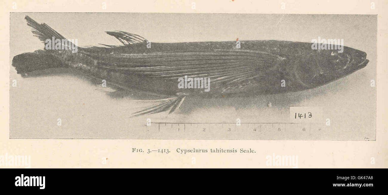 Cypselurus tahitensis, also known as the Tahitian flying fish, is ...