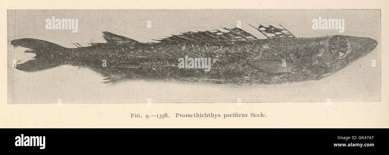 Promethichthys pacificus, a deep-sea fish species, native to the ...