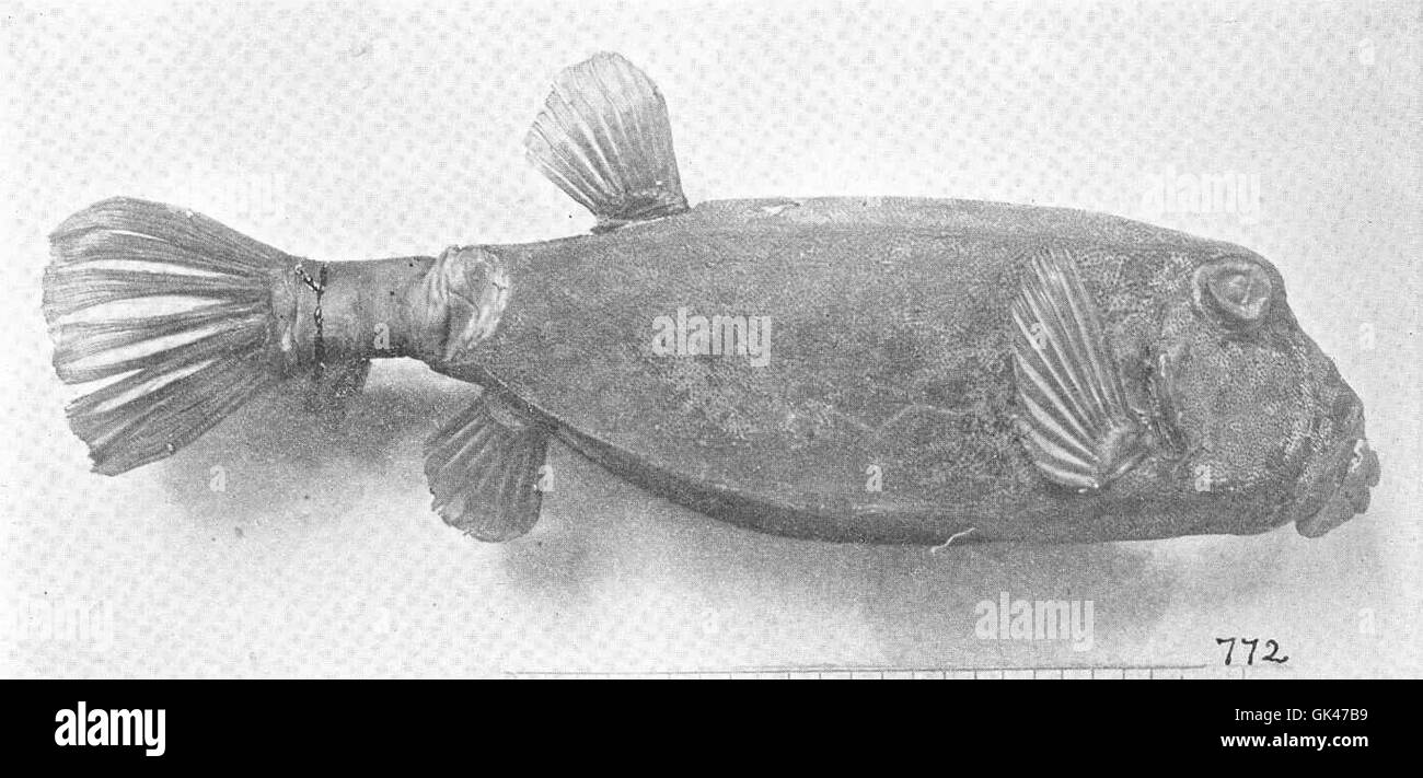 Ostracion fish Black and White Stock Photos & Images - Alamy