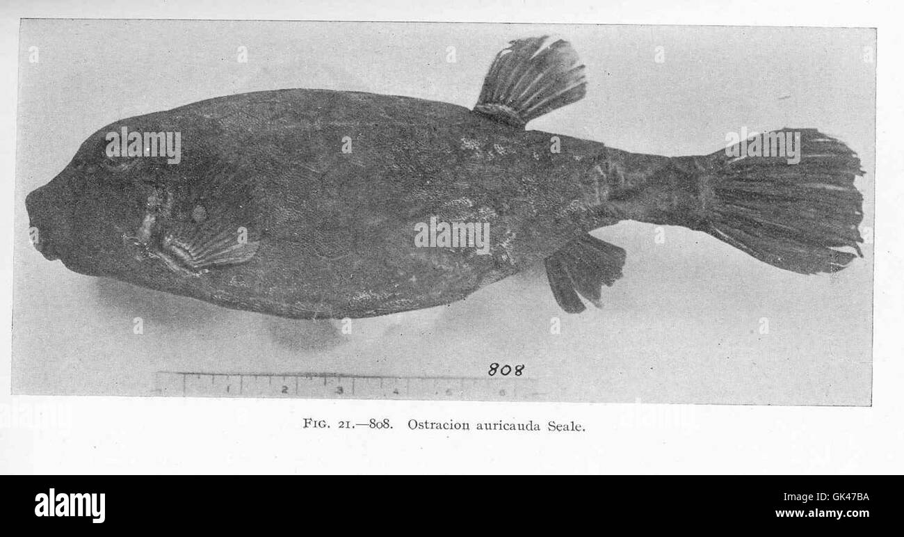 Pacific yellow boxfish ostracion hi-res stock photography and images ...