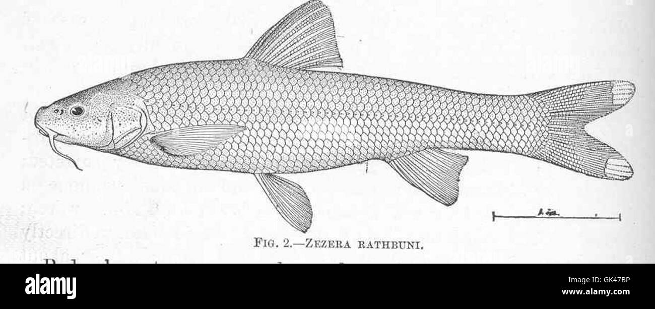 47470 Zezera rathbuni Stock Photo - Alamy