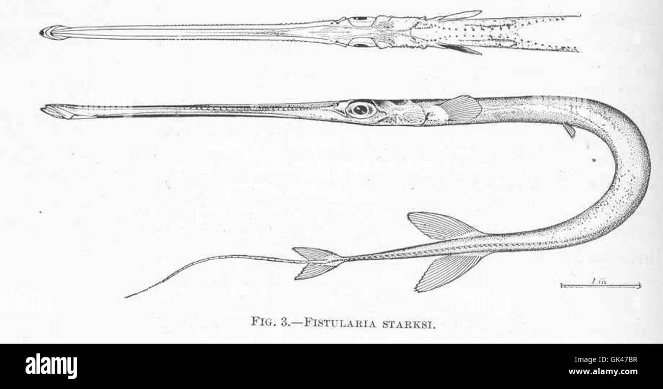 47471 Fistularia starksi Stock Photo - Alamy