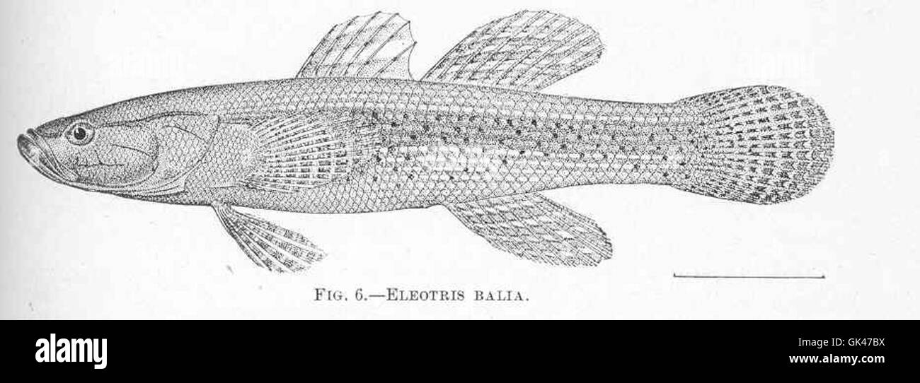 47474 Eleotris balia Stock Photo - Alamy
