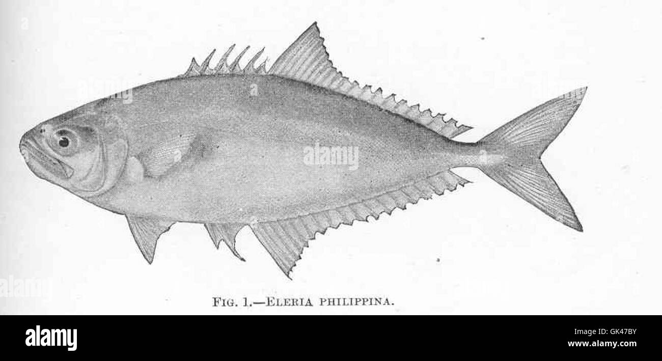 Philippine insect Black and White Stock Photos & Images - Alamy