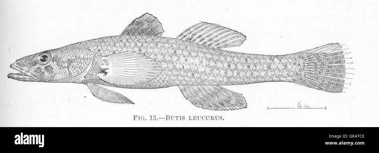 Amphibious fish Black and White Stock Photos & Images - Alamy