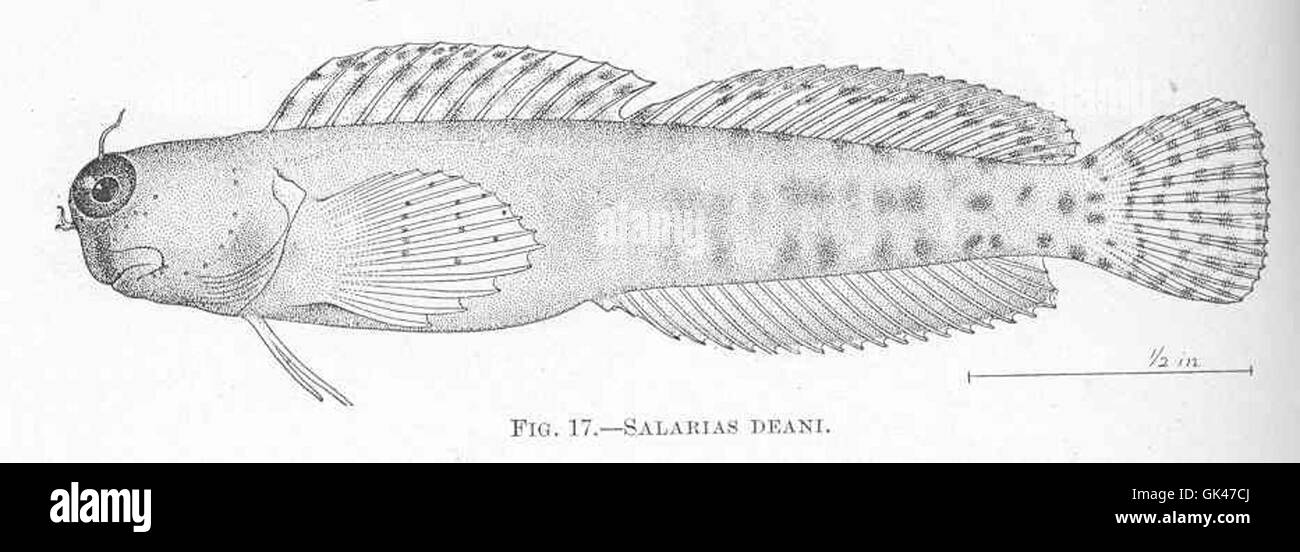 Salarias Black and White Stock Photos & Images - Alamy