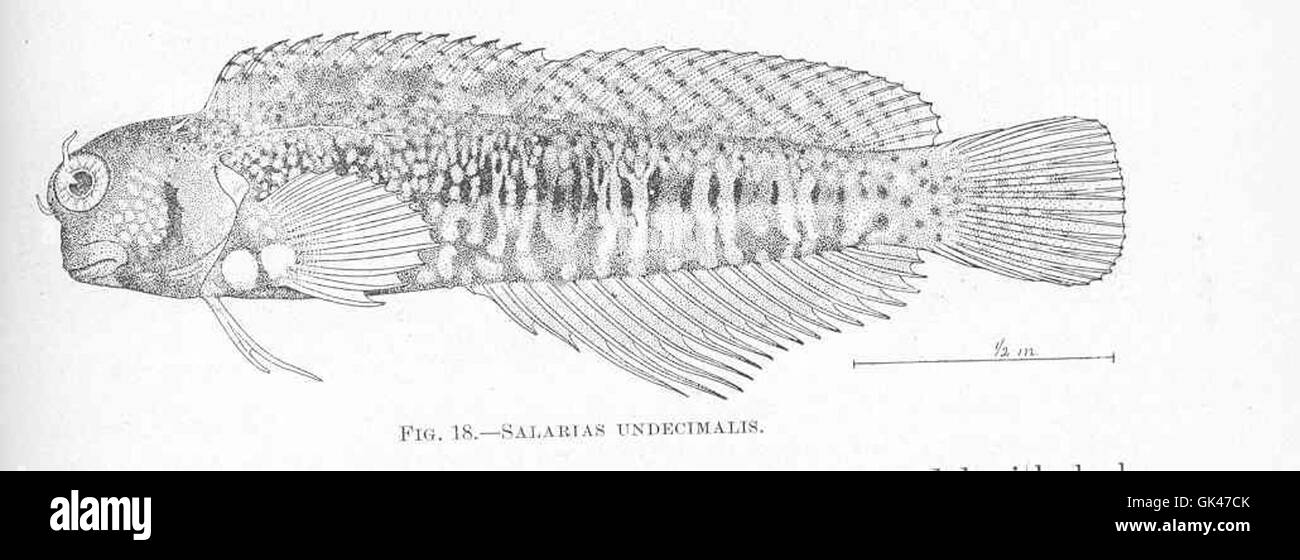 Salarias Black and White Stock Photos & Images - Alamy