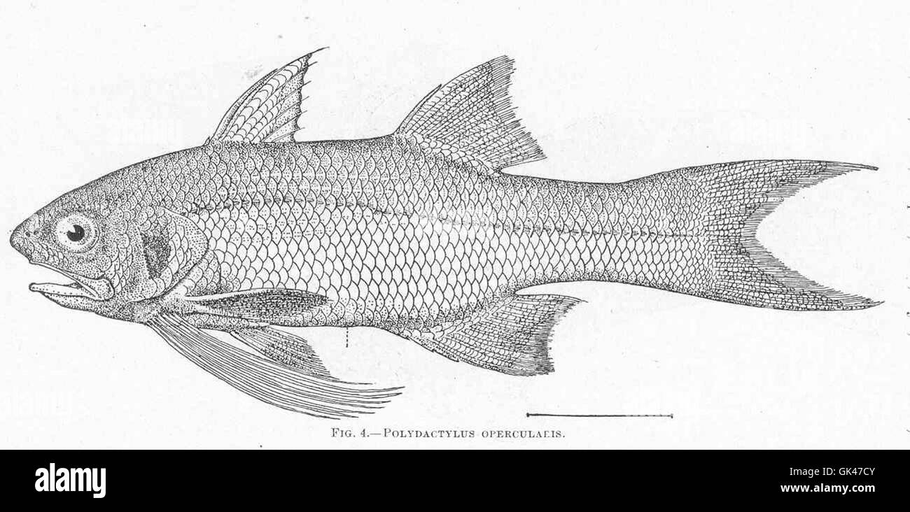 Polydactylus Black and White Stock Photos & Images - Alamy