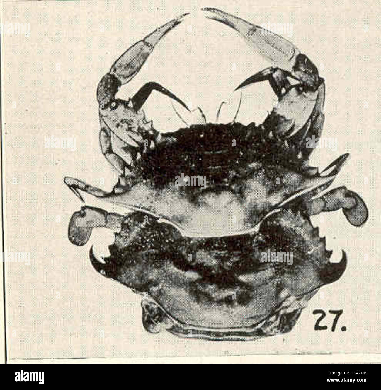 Crab molting hi-res stock photography and images - Alamy