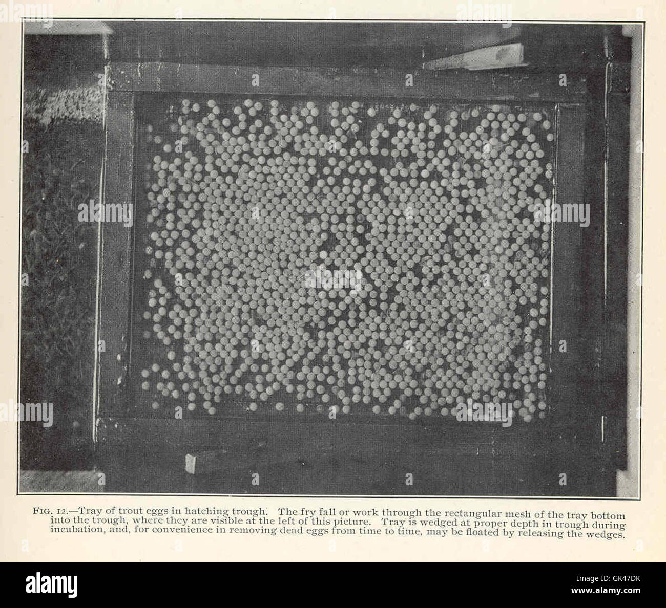 Trout eggs are shown in a hatching trough. The fry work through the ...