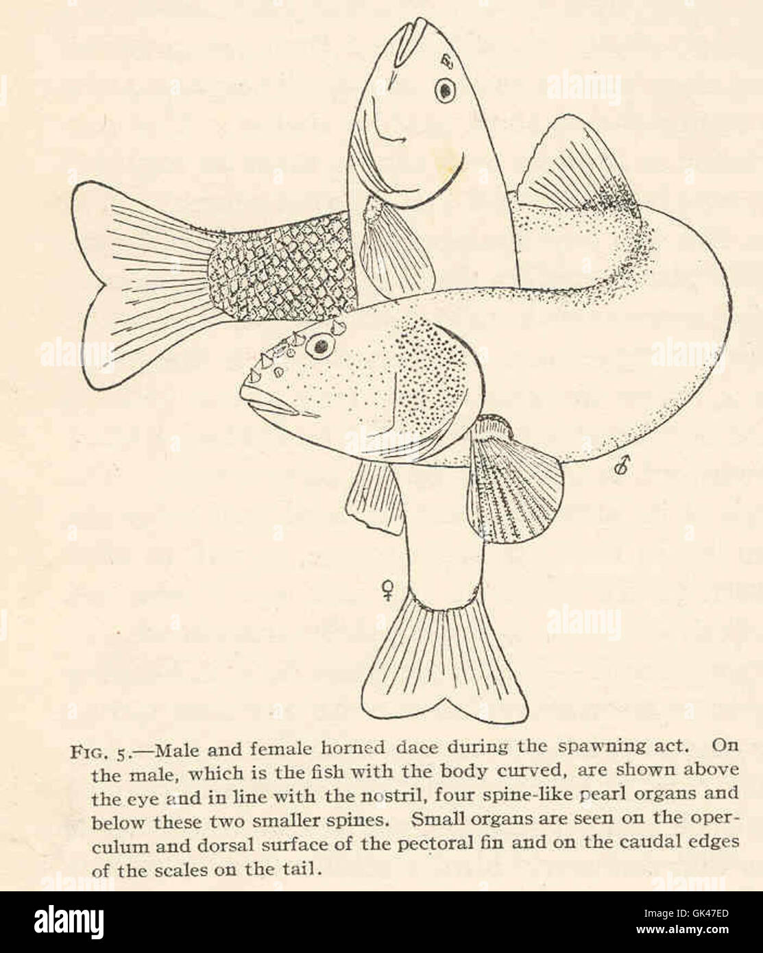 This image captures male and female dace during the spawning process ...