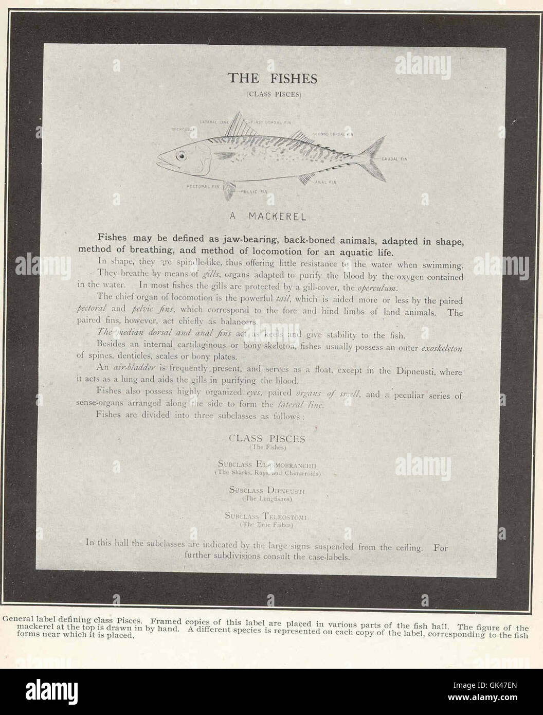 A general label defining the class Pisces, displayed in fish halls with ...