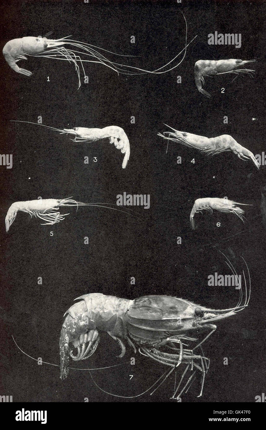 47554 Pandalus ocellus, station 3858 (1 Stock Photo - Alamy