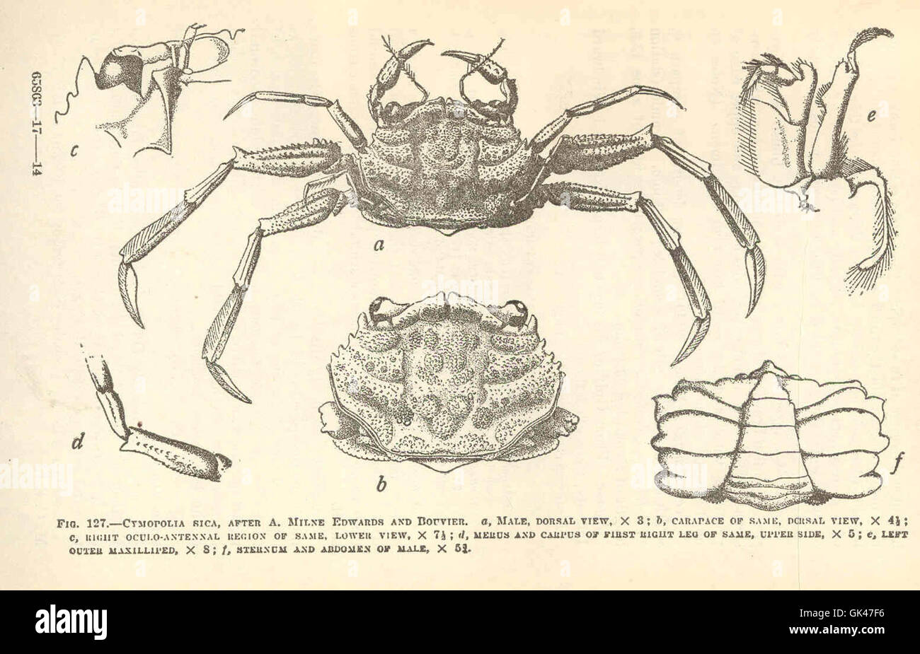 Cymopolia sica, a marine species, shown in its male form from a dorsal ...