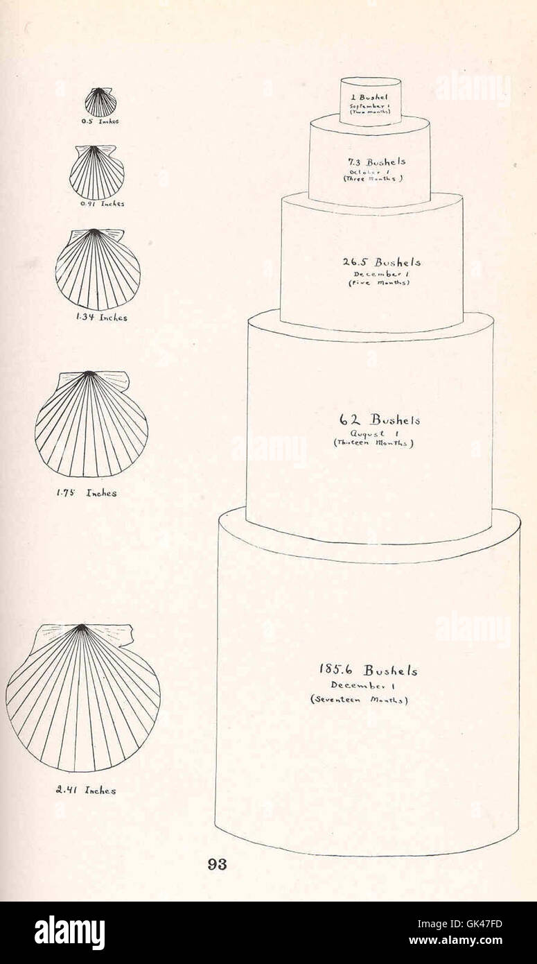 This graphic shows the growth of an average scallop, starting with one ...