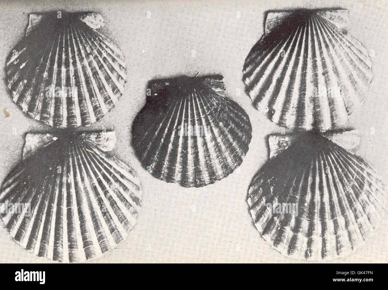 Scallops displaying two or three lines on their shells, indicative of ...