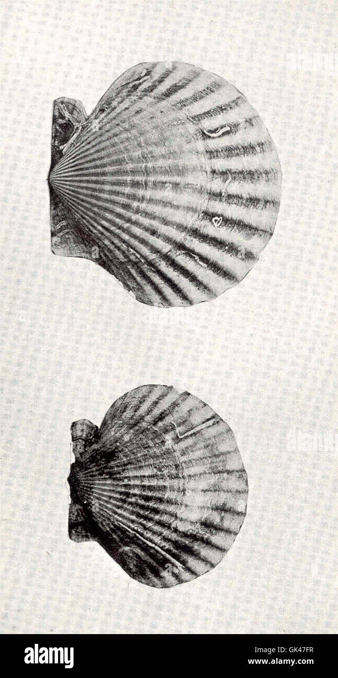 Two fourteen-month-old scallops are shown, demonstrating how growth ...