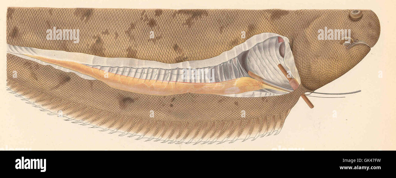 A close-up of the body cavity of a female Common Sole (Solea vulgaris ...