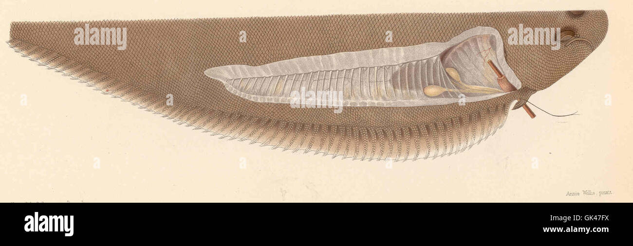 47581 Solea vulgaris - Body cavity of the male Common Sole after all ...