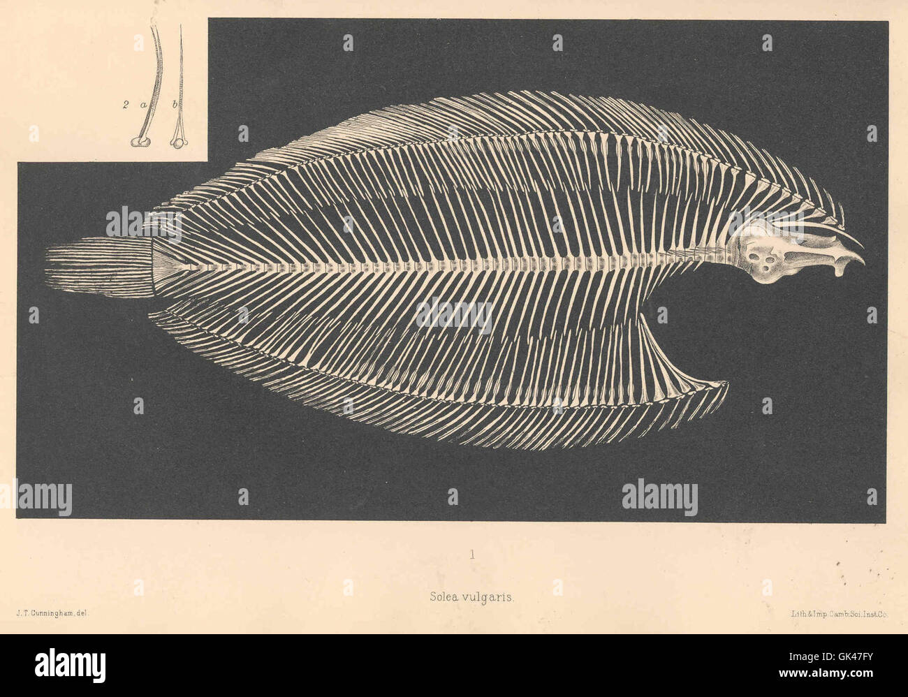 Paired font hi-res stock photography and images - Alamy