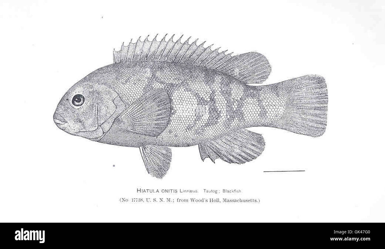 Hiatula Cut Out Stock Images & Pictures - Alamy