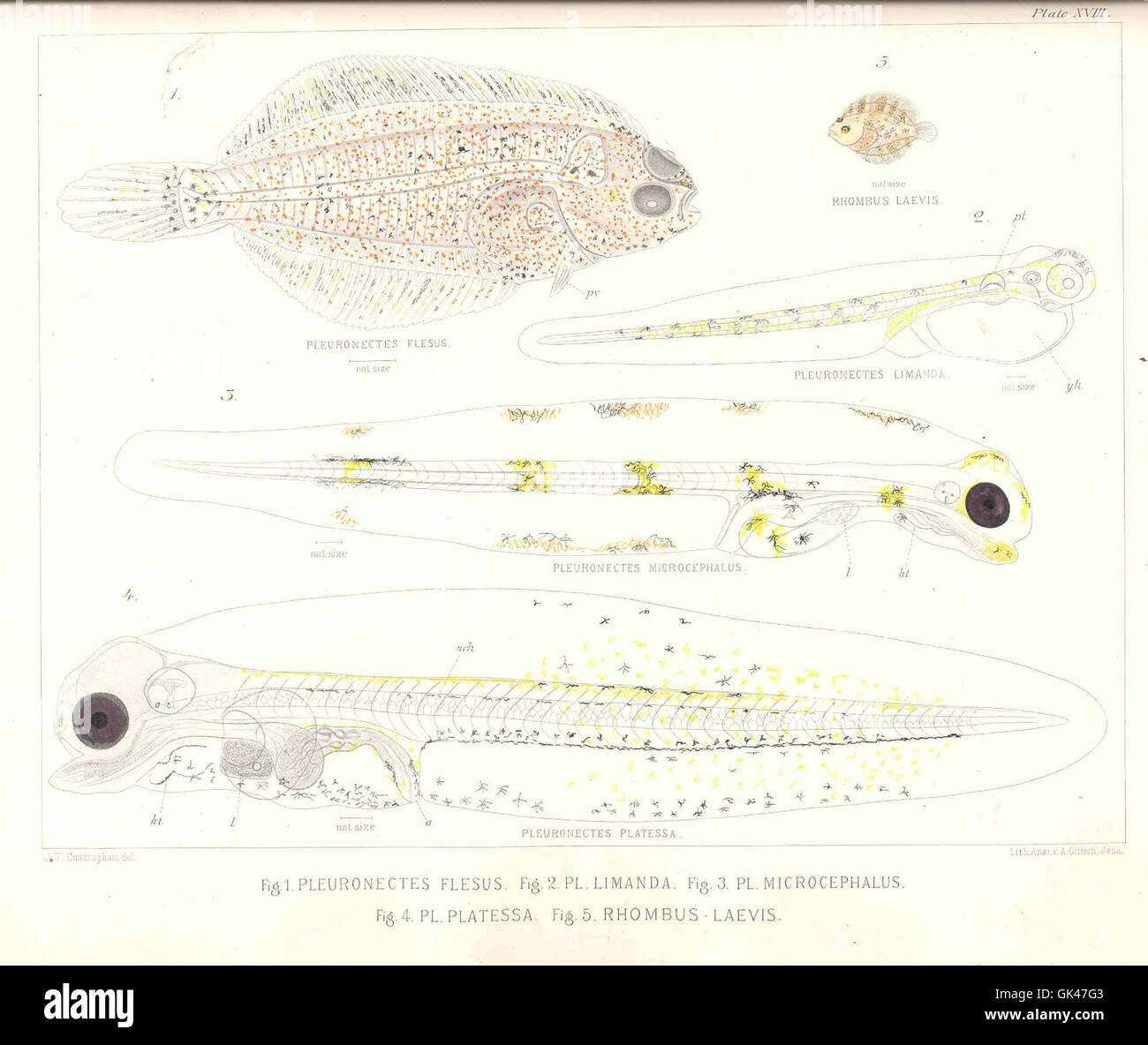 47585 Pleuronectes flesus, Young Flounder taken in Mevagissey Harbour ...