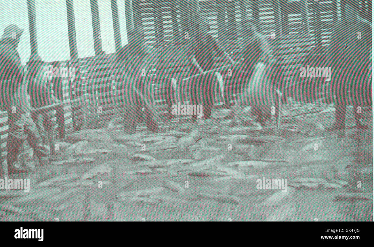 47642 Heart of early Cook Inlet Salmon Trap Bottom under entire trap ...