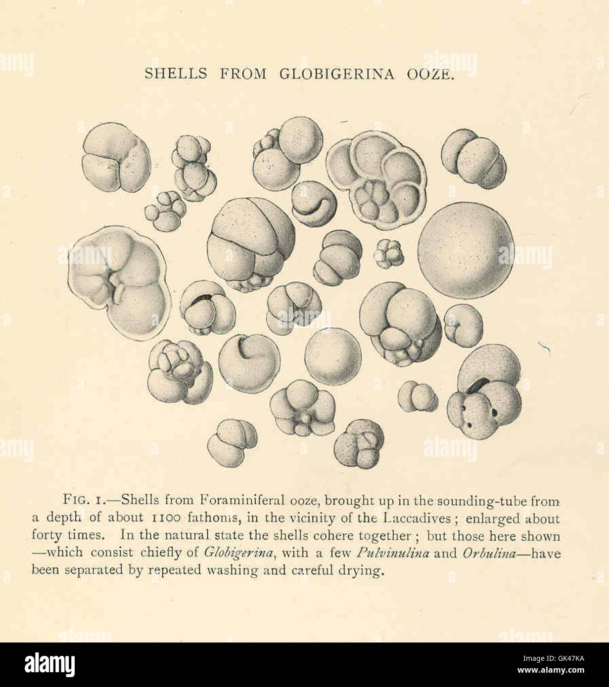 Shells from Globigerina ooze, a type of marine sediment rich in ...