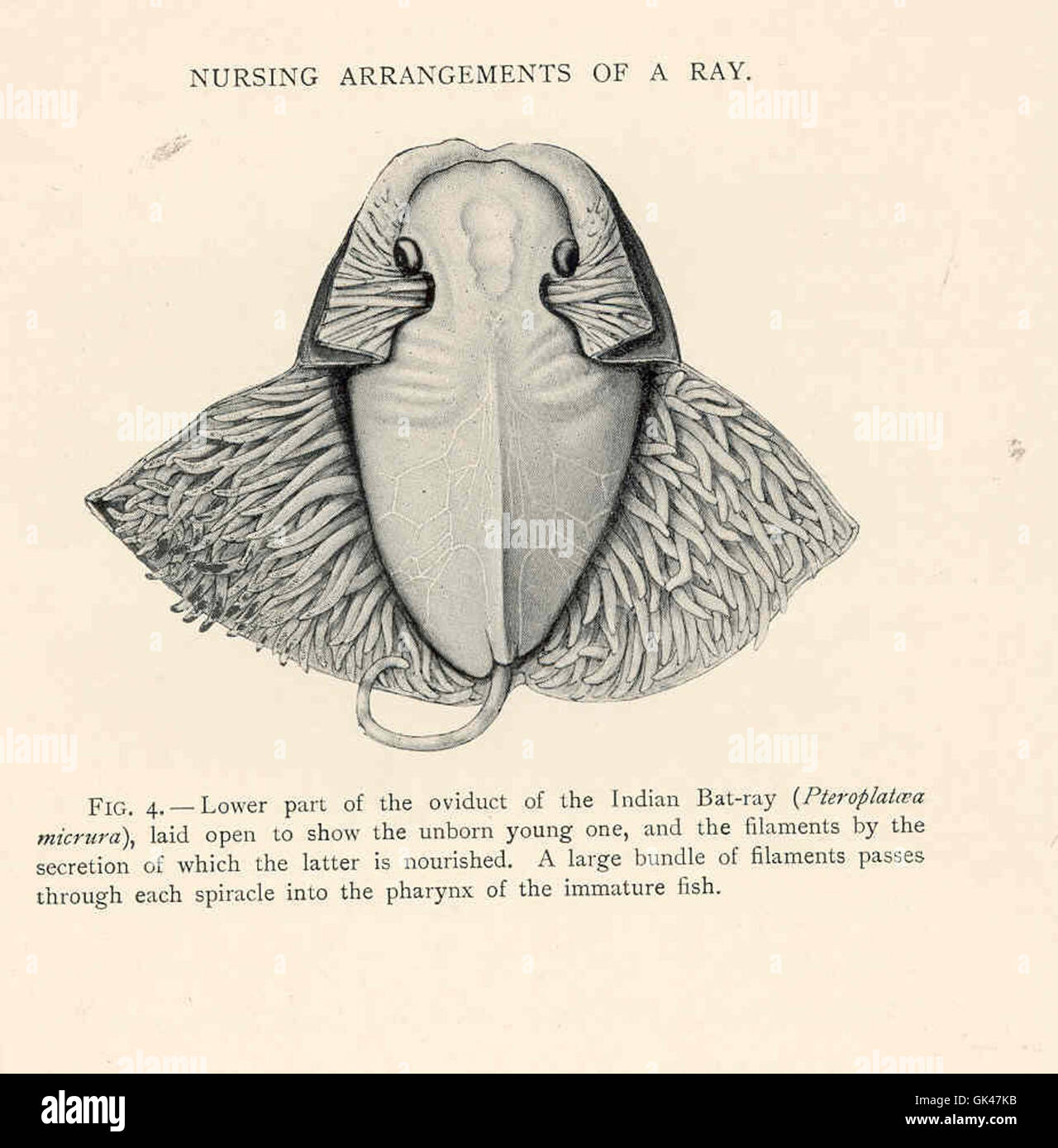 The nursing arrangements of rays refer to their reproductive and ...