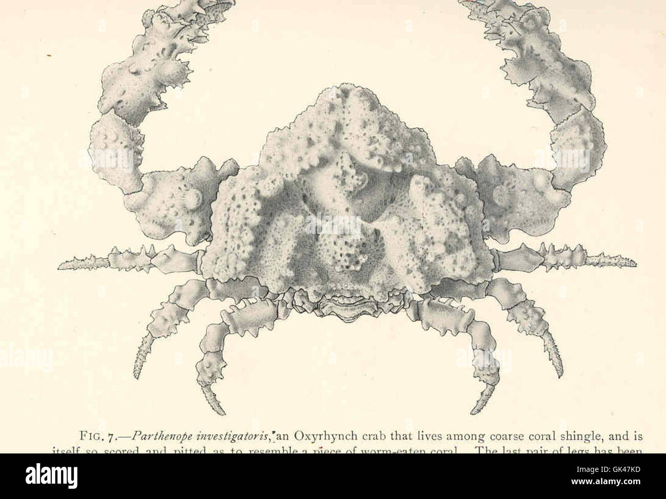 Antique resemblance hi-res stock photography and images - Alamy