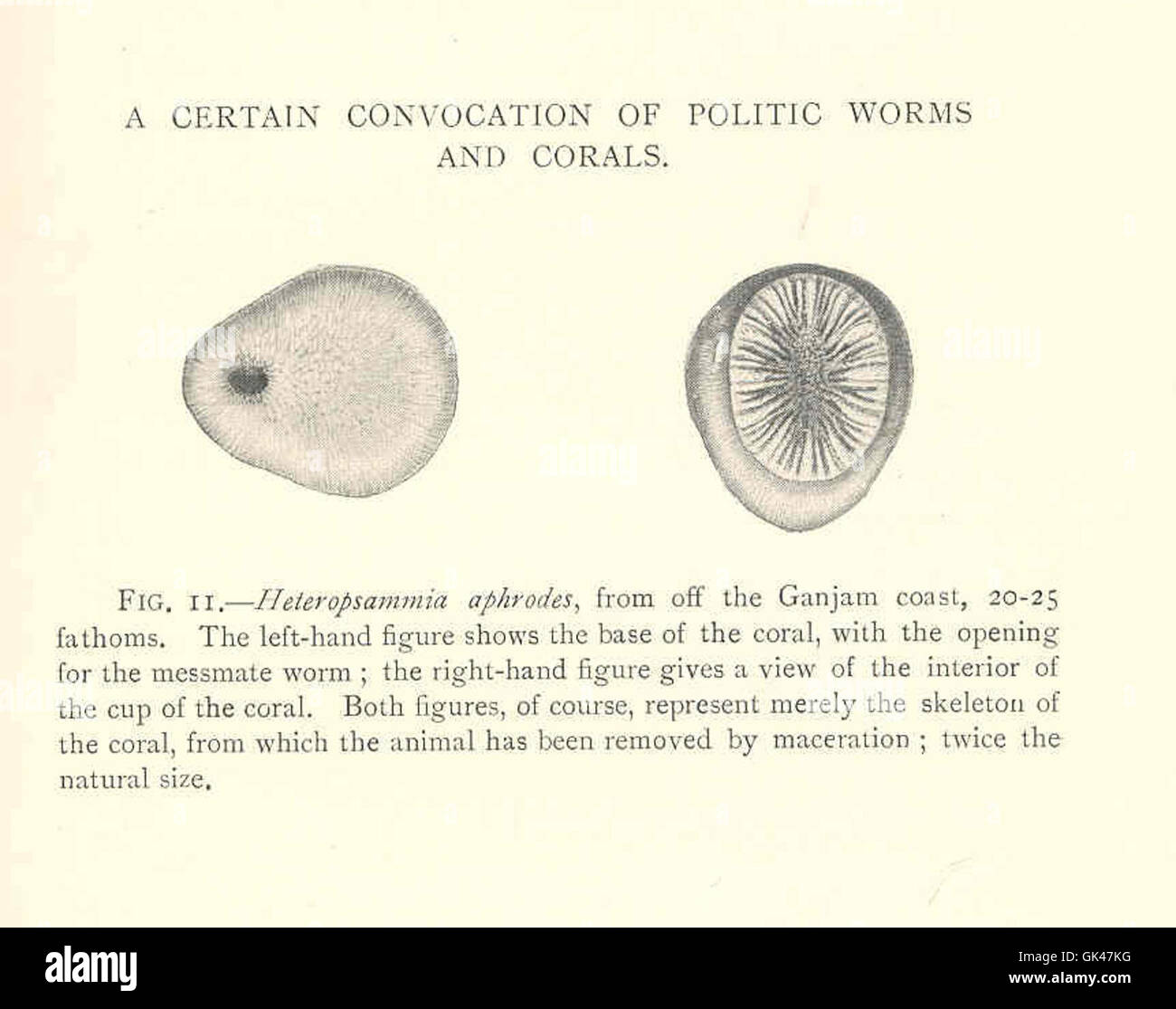 This image features a gathering of political worms and corals ...