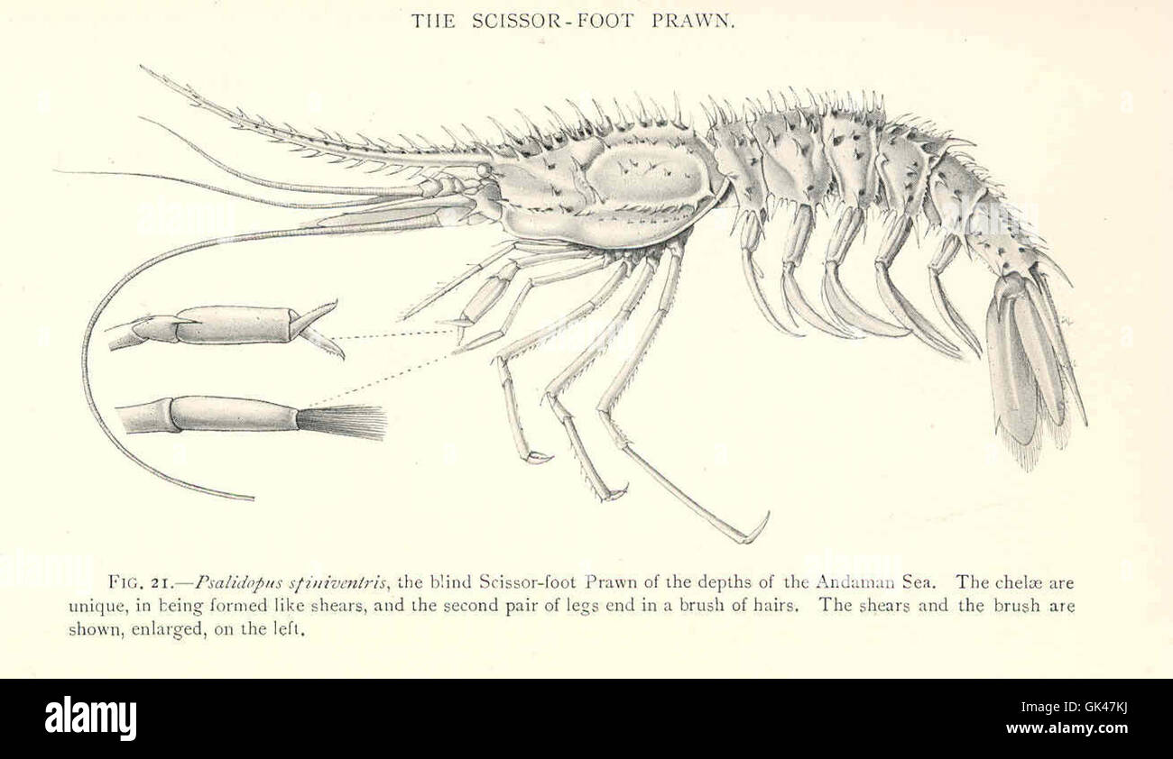 Various crustacean appendages hi-res stock photography and images - Alamy