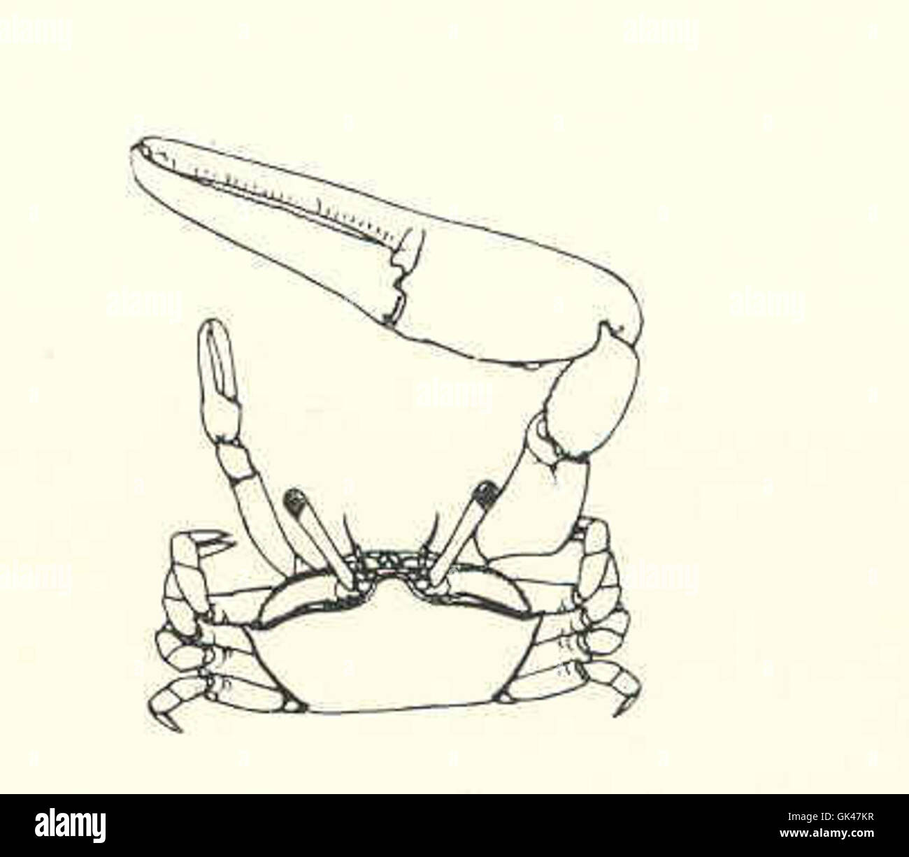 Fiddler crabs are known for their distinctive asymmetry, with one claw ...
