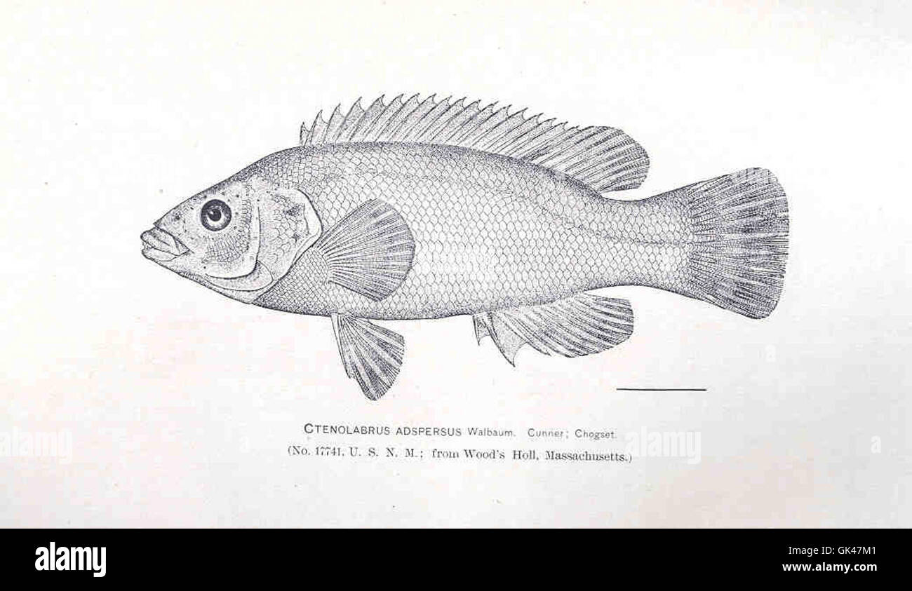 Walbaum hi-res stock photography and images - Alamy