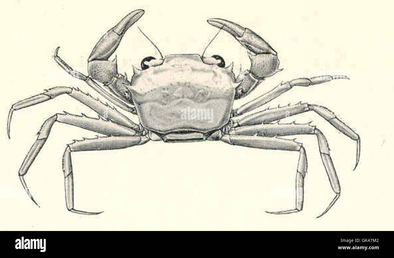 Large-eyed crustaceans of the deep sea are shown, exhibiting unique ...