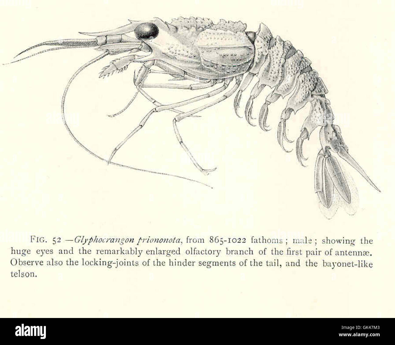 This image features deep-sea crustaceans that exhibit unusually large ...