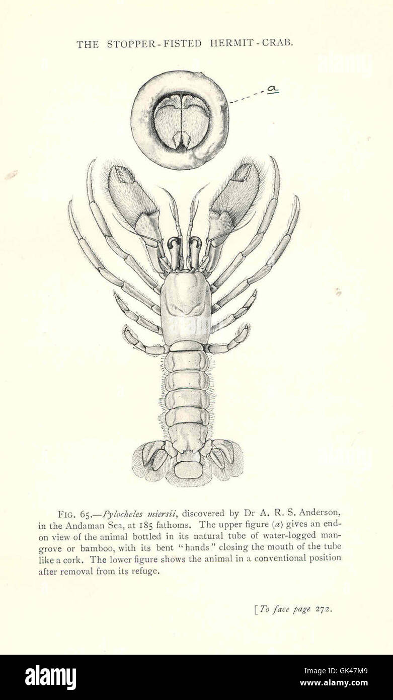 The Stopper-Fisted Hermit Crab is a species of hermit crab known for ...