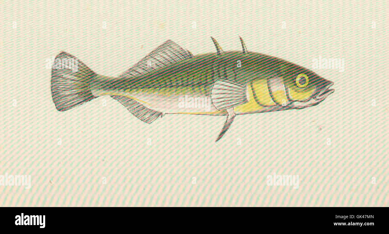47693 Three-Spined Stickleback Stock Photo - Alamy