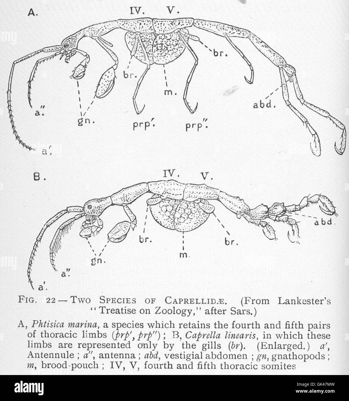 47697 Two species of Caprellidae Stock Photo - Alamy