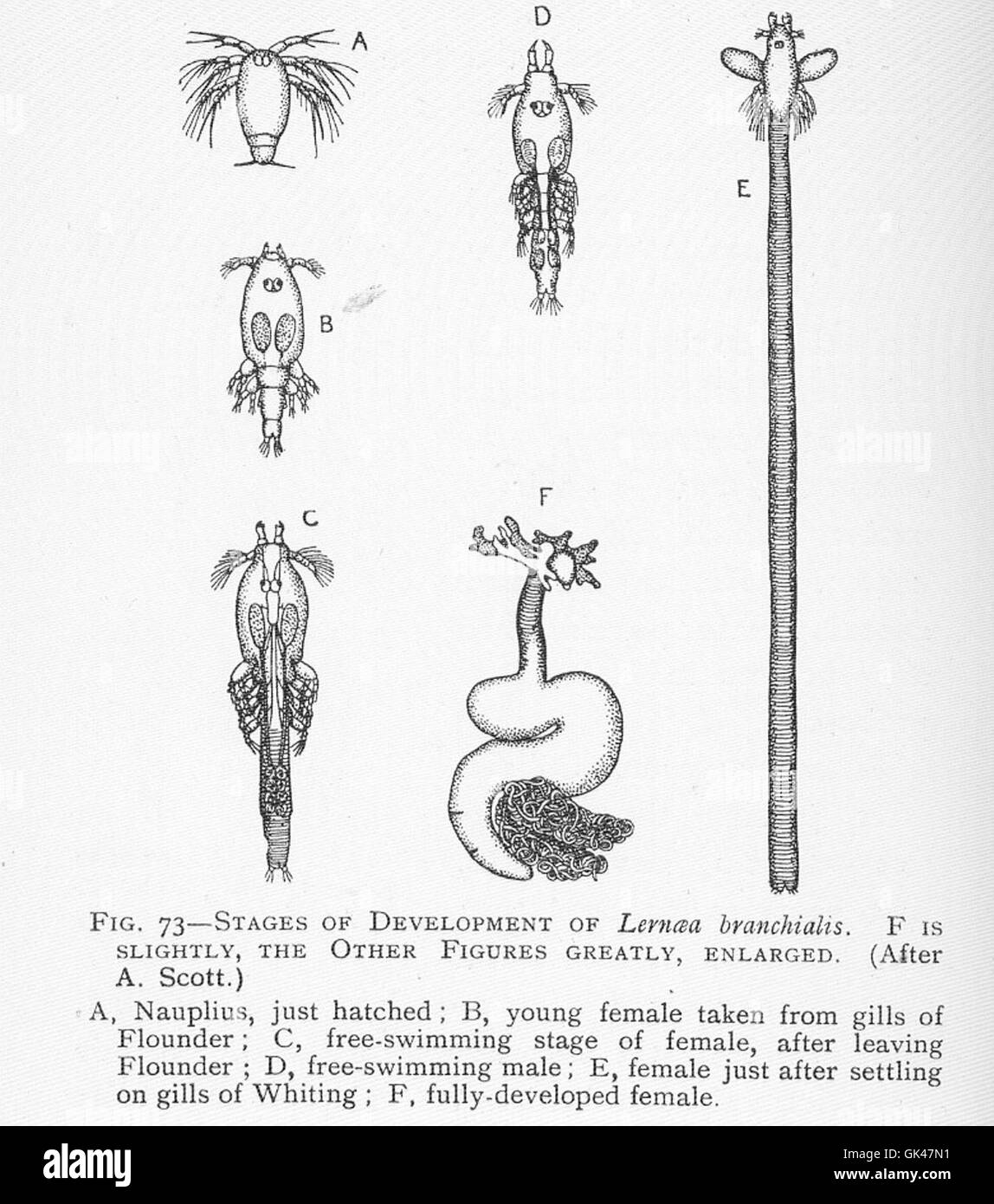 The stages of development of Lernaea branchialis, a parasitic copepod ...