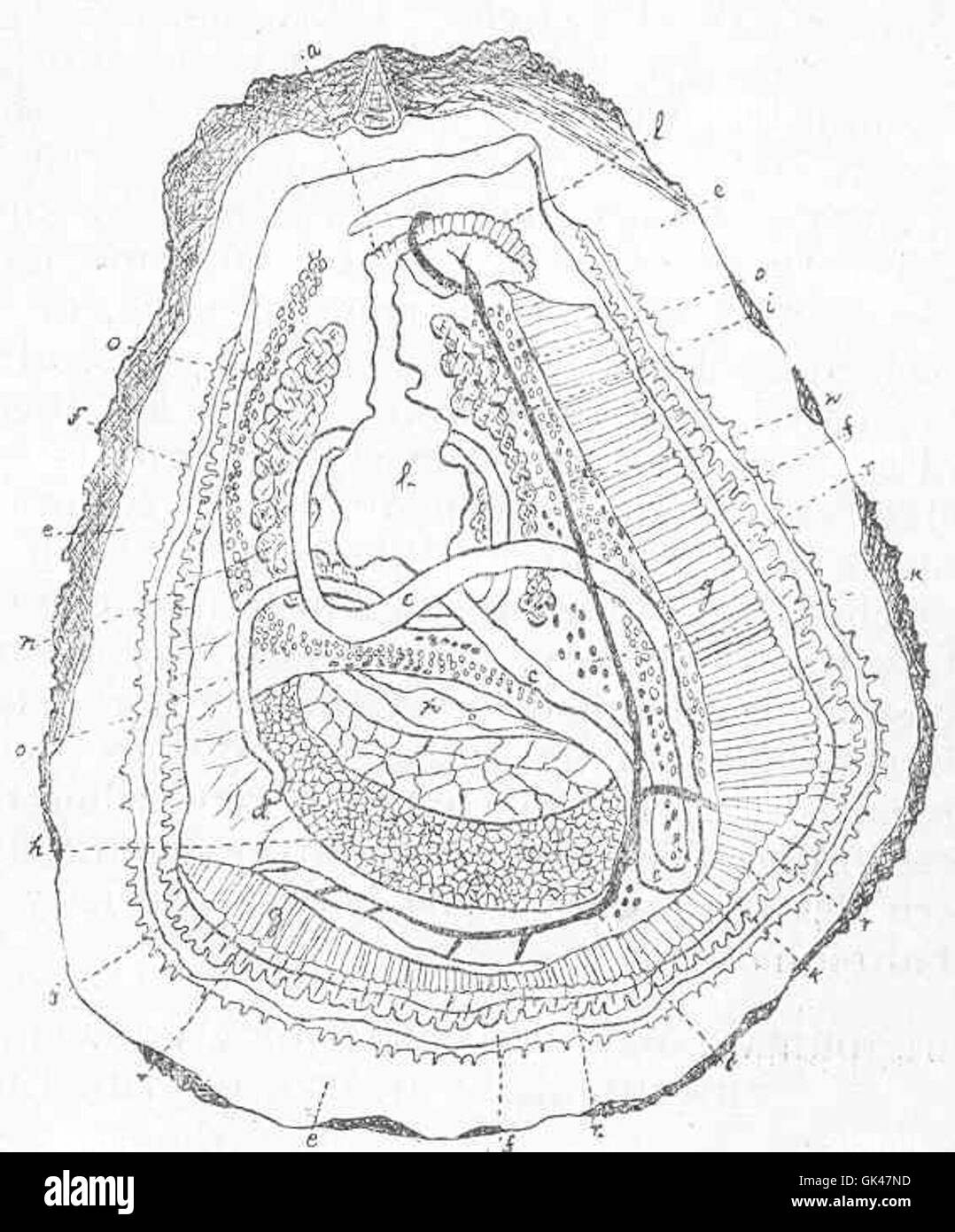 This diagram illustrates an oyster lying within its left valve, with a ...