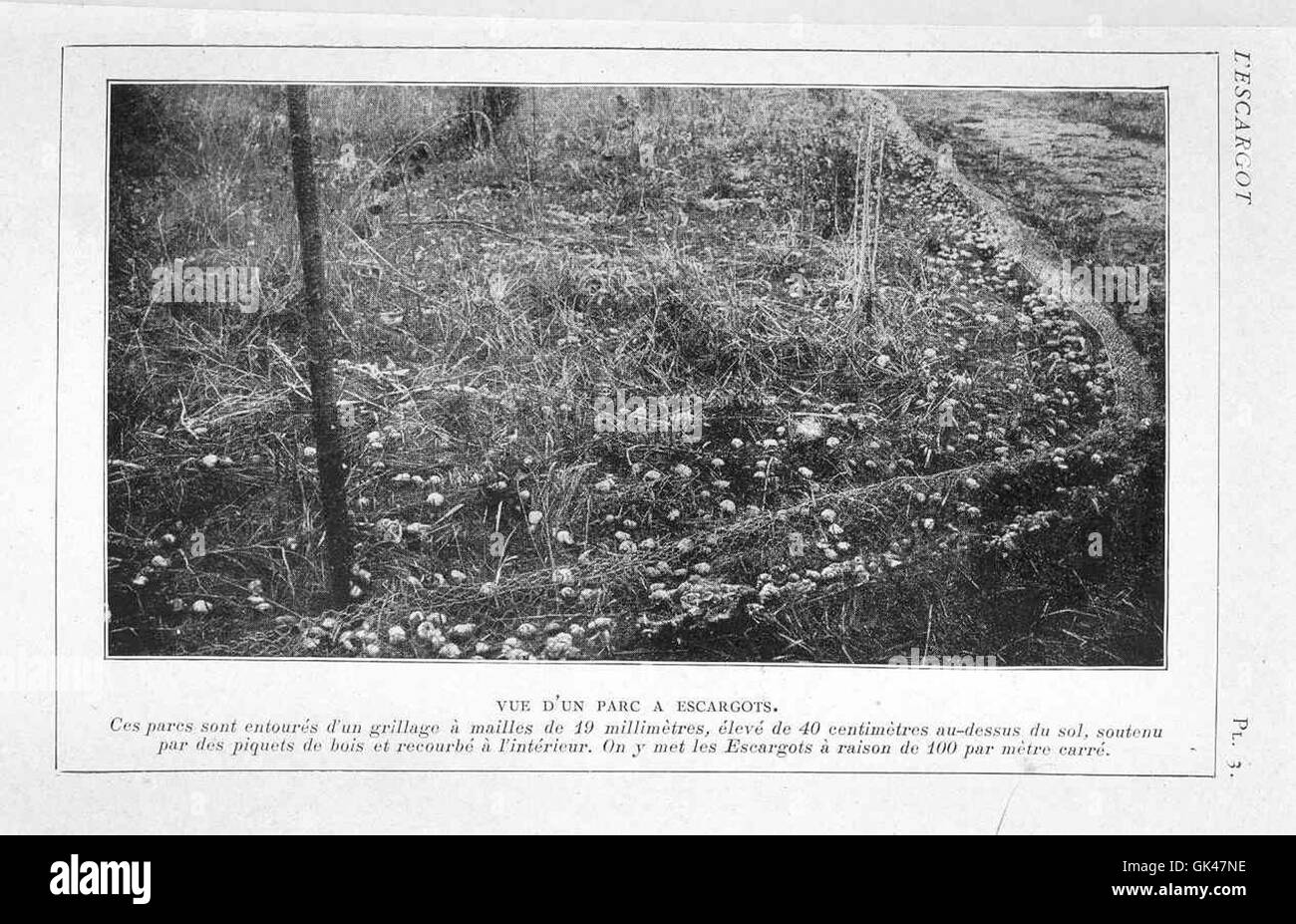 A view of a snail park, featuring numerous species of land and ...