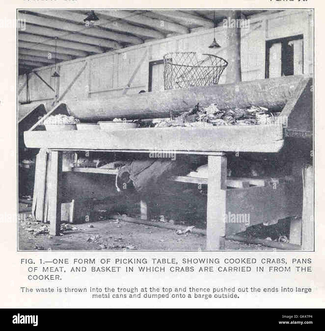 A picking table at a crab processing facility shows cooked crabs, pans ...