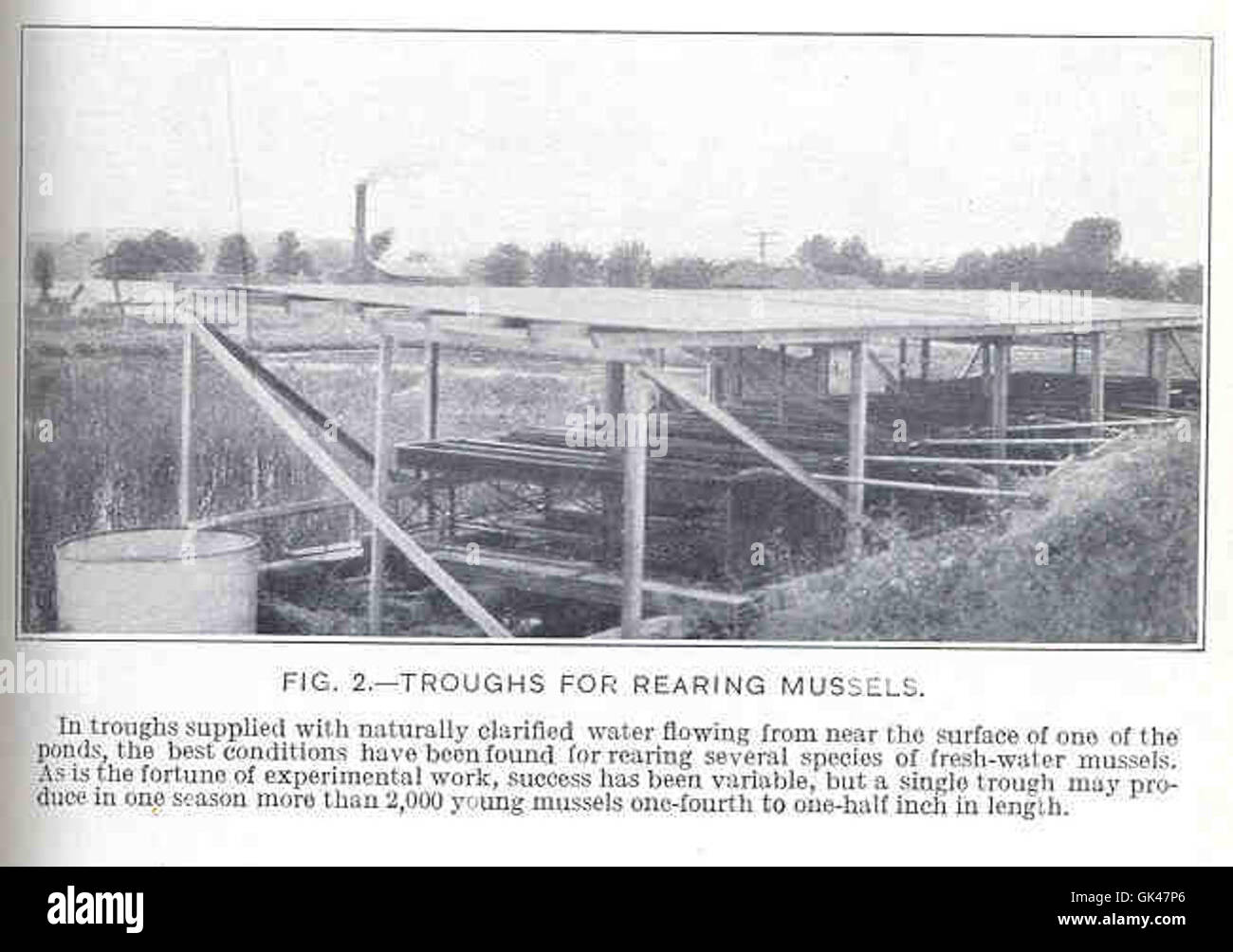 These troughs are used for rearing mussels, providing a controlled ...