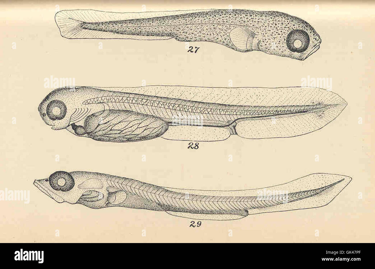 Illustrations of young Apeltes, a species of fish, showing their ...