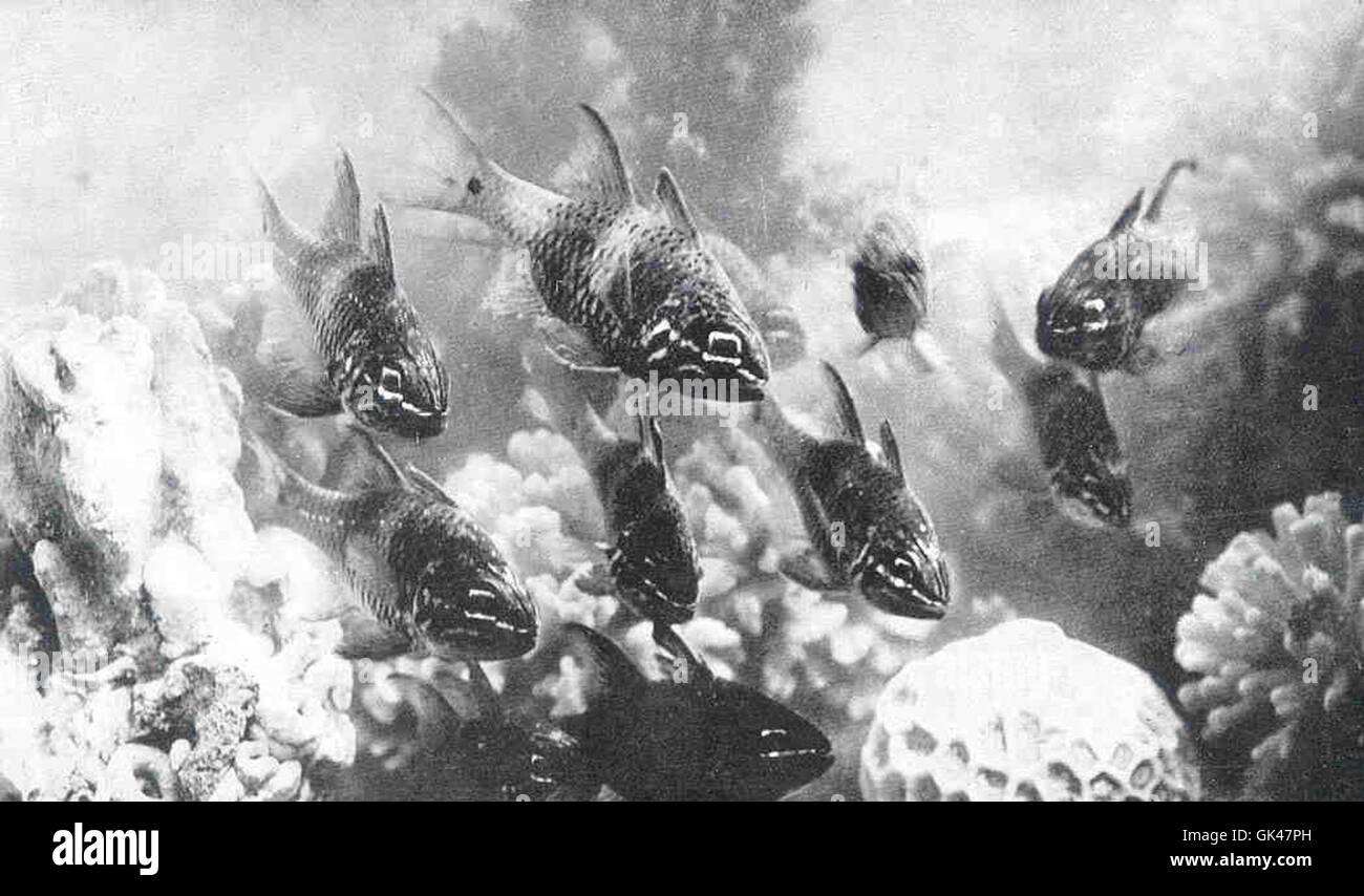 A side-view photograph of fish in an aquarium, showcasing their vibrant ...