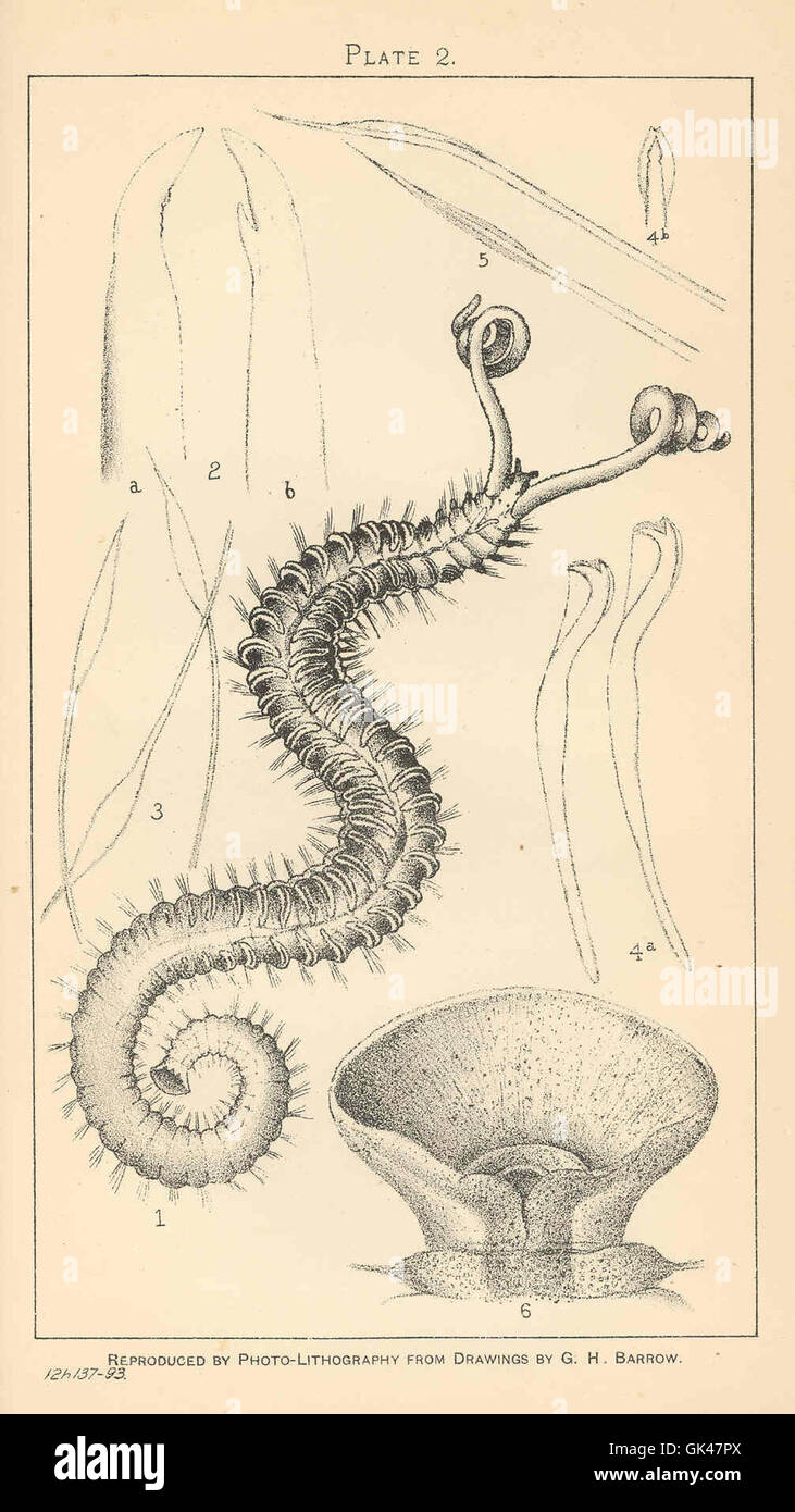 An adult Polydora worm, known for its distinctive anatomy, including ...