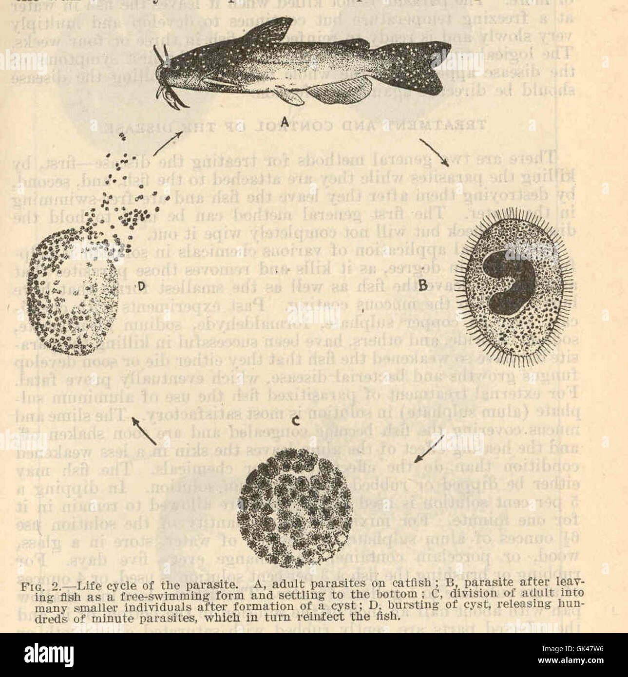 Parasite map hi-res stock photography and images - Alamy